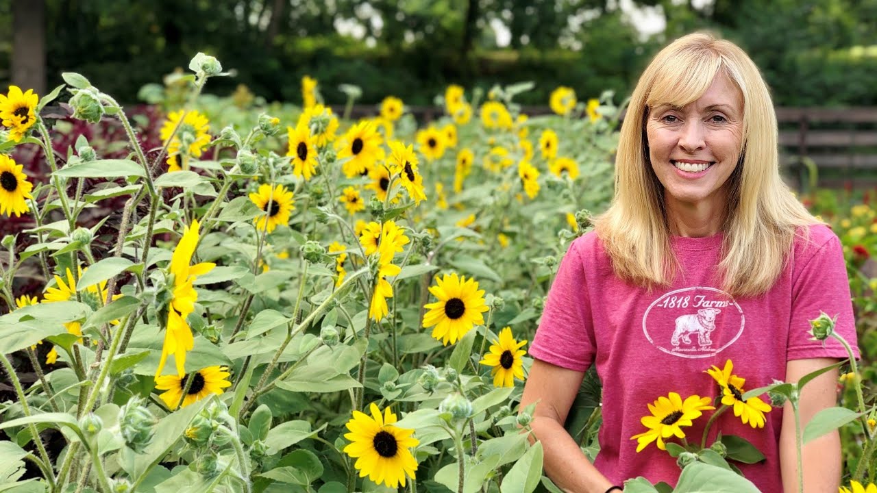 How to Plant, Pinch and Harvest Branching Sunflowers - YouTube