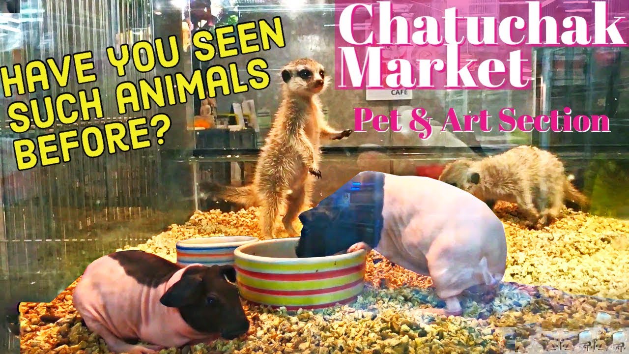 Chatuchak Market -Animal / Pet & Art section (Part 2) - Bunnies ...