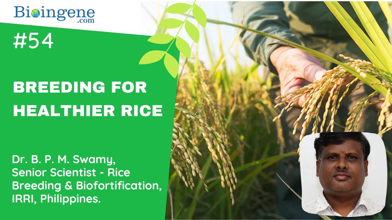 Recent advances in breeding for healthier rice - YouTube