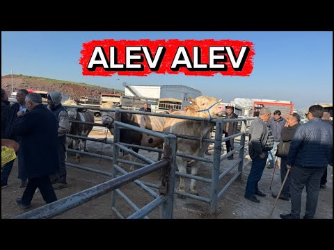 ANKARA ÇUBUK HAYVAN PAZARI 07 MAYIS