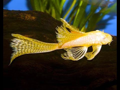 Ikan Pleco /Sapu-sapu Hias Gampang makanannya - YouTube