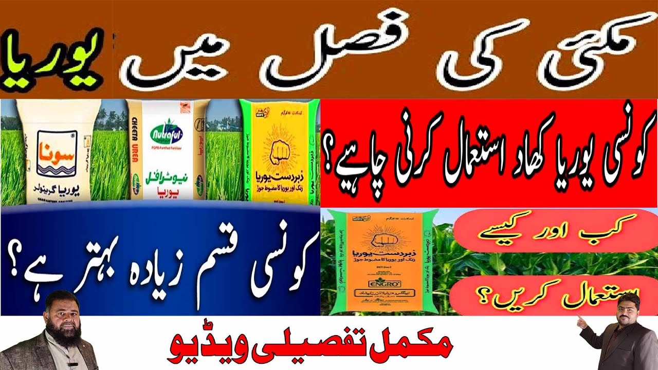 Urea Fertilizer in Maize | Urea Application on Maize | urea on maize yield | AL SYED FARMS ...