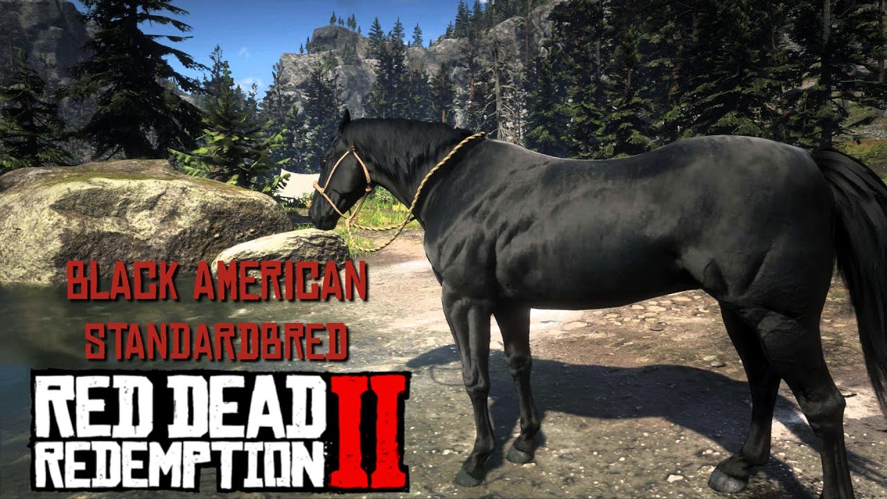 Black American Standardbred in Tall Trees?! - YouTube