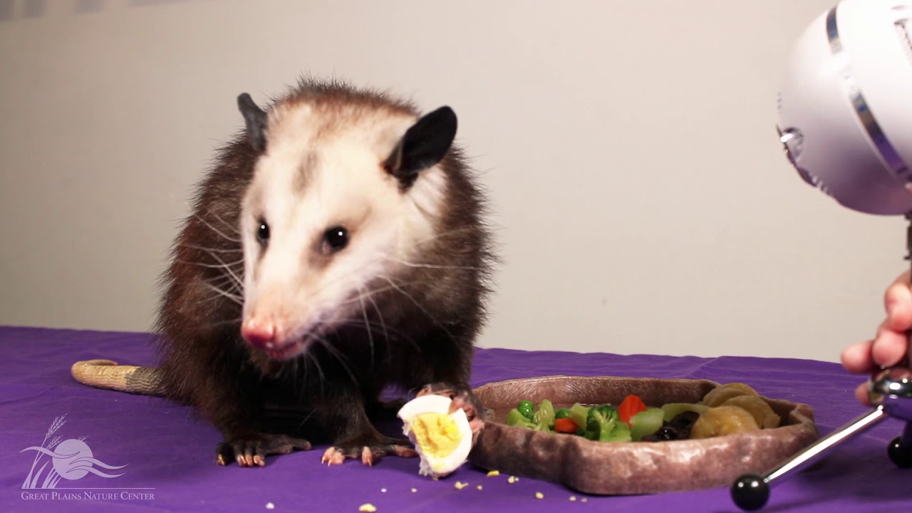 Opossum Eating
