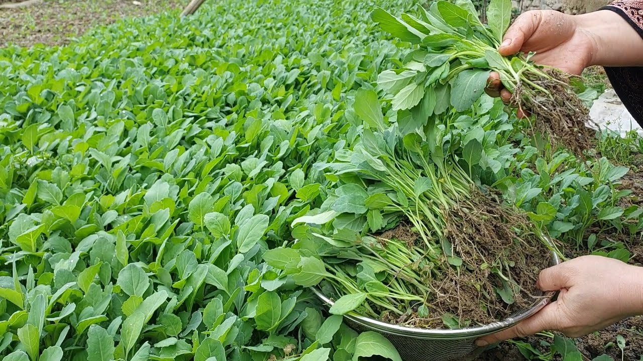 Nov haakh recipe// mouli haakh // haakh te thool recipe //fresh collard ...