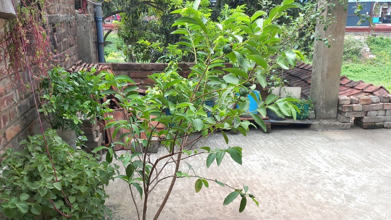 puro chad Bagan er view - YouTube