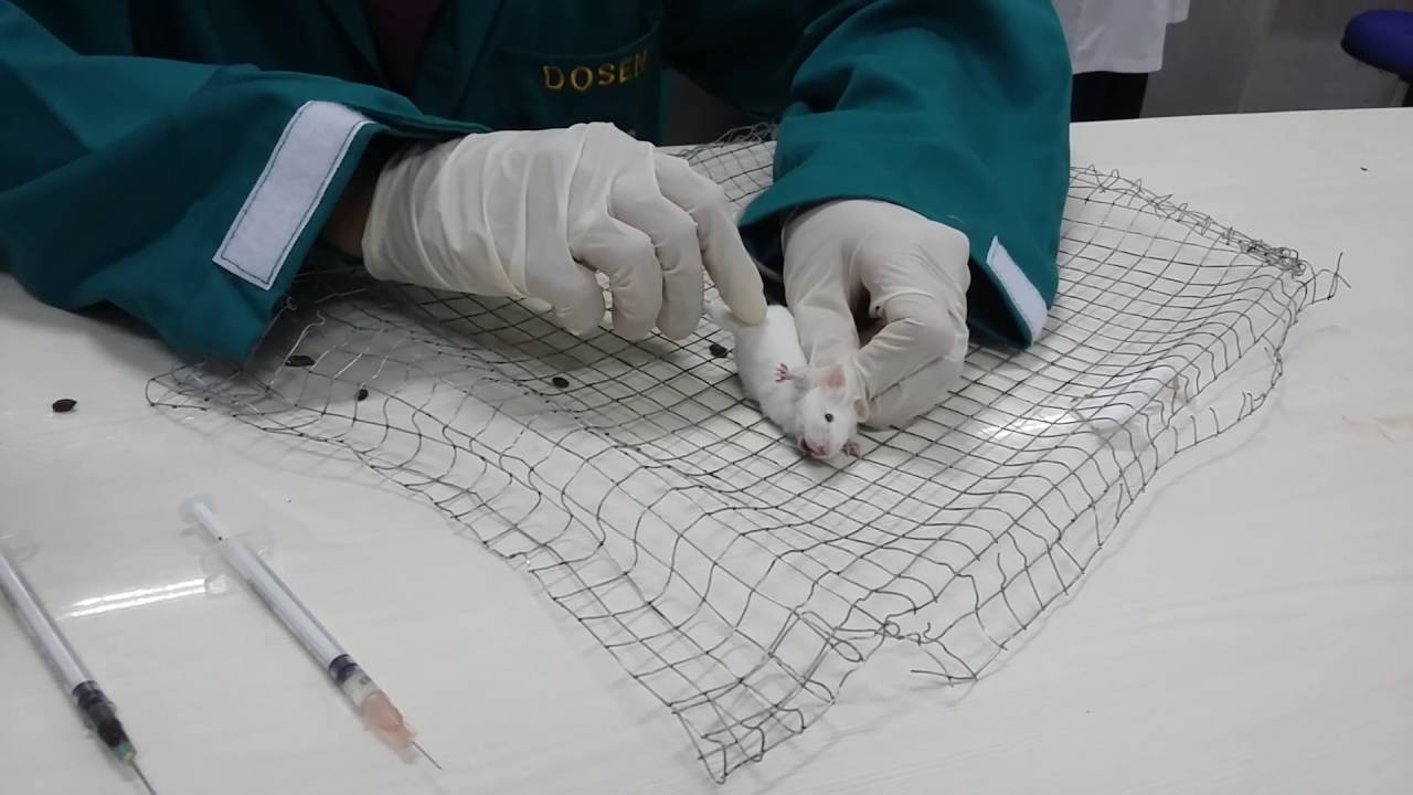 sonde technique in mice - YouTube