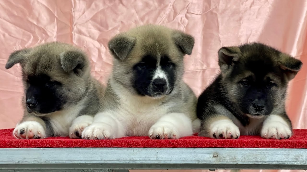 Top Notch Male & Female American Akita Babies @51 Days | Akita Puppies ...