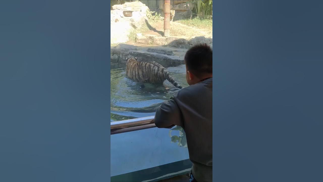 Tiger@Shenzhen Zoo 深圳动物园看老虎 #zoo #tiger #bigcat - YouTube