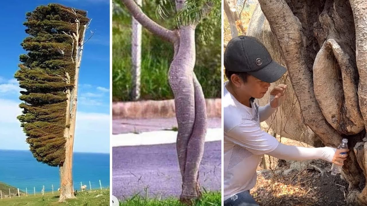 Unbelievable Trees You Won't Believe Exist - Nature’s Weirdest Trees ...