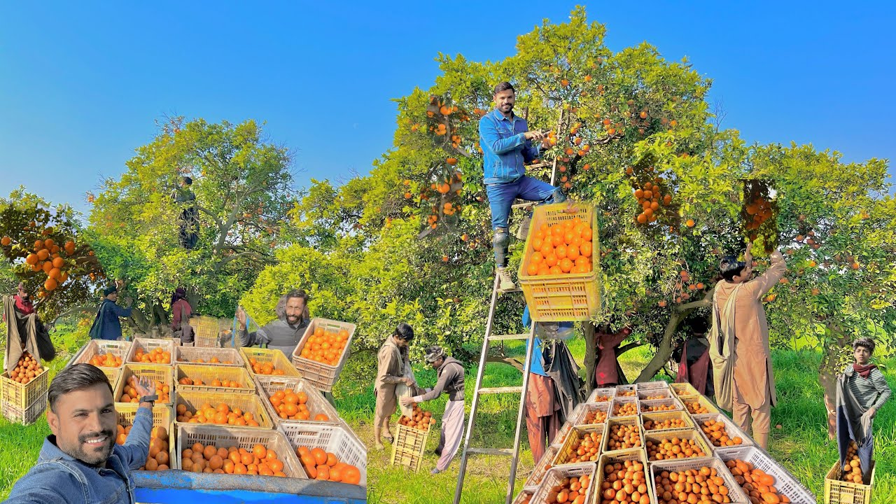 World Famous Pakistani 🇵🇰 Oranges 🍊🍊in Sargodha - YouTube
