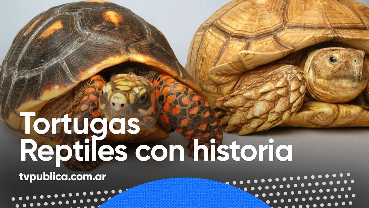Evolución De La Tortuga