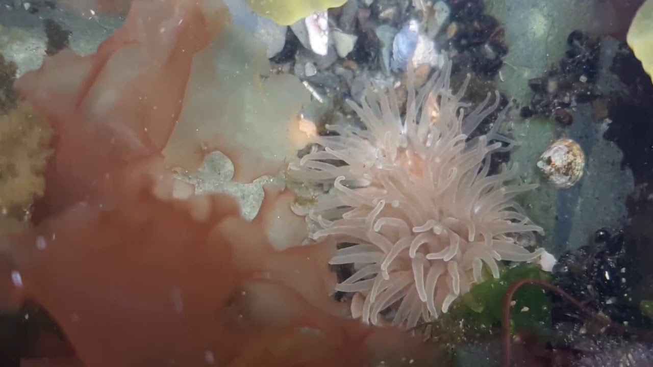 Petty Harbour Mini Aquarium - Tide Pools 2 - YouTube