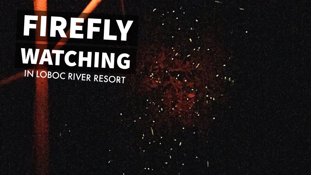 Must Try! FIREFLY WATCHING (magical) | Bohol - YouTube
