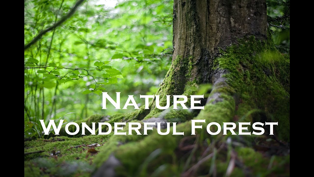 Incredible Beauty of the Forest - Wonderful Nature - Saxophone Music ...