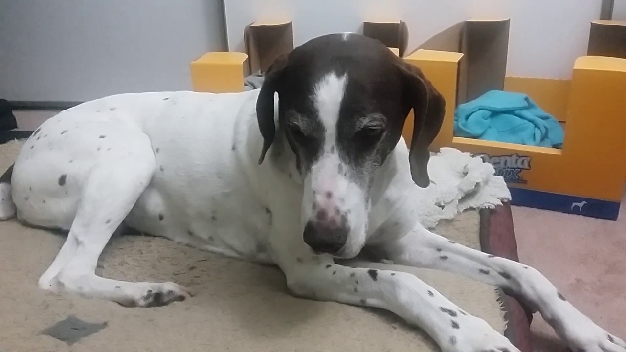 Old Dog In Trance-Like State - YouTube