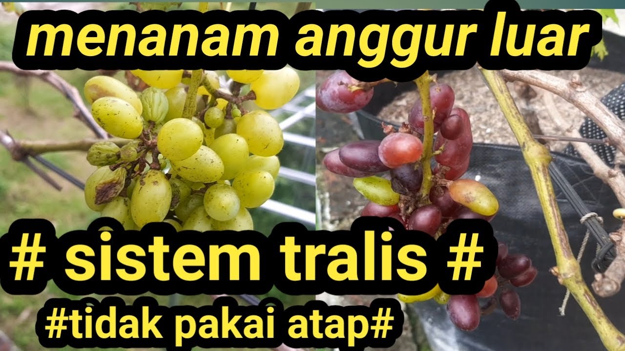 anggur sistem tralis - YouTube
