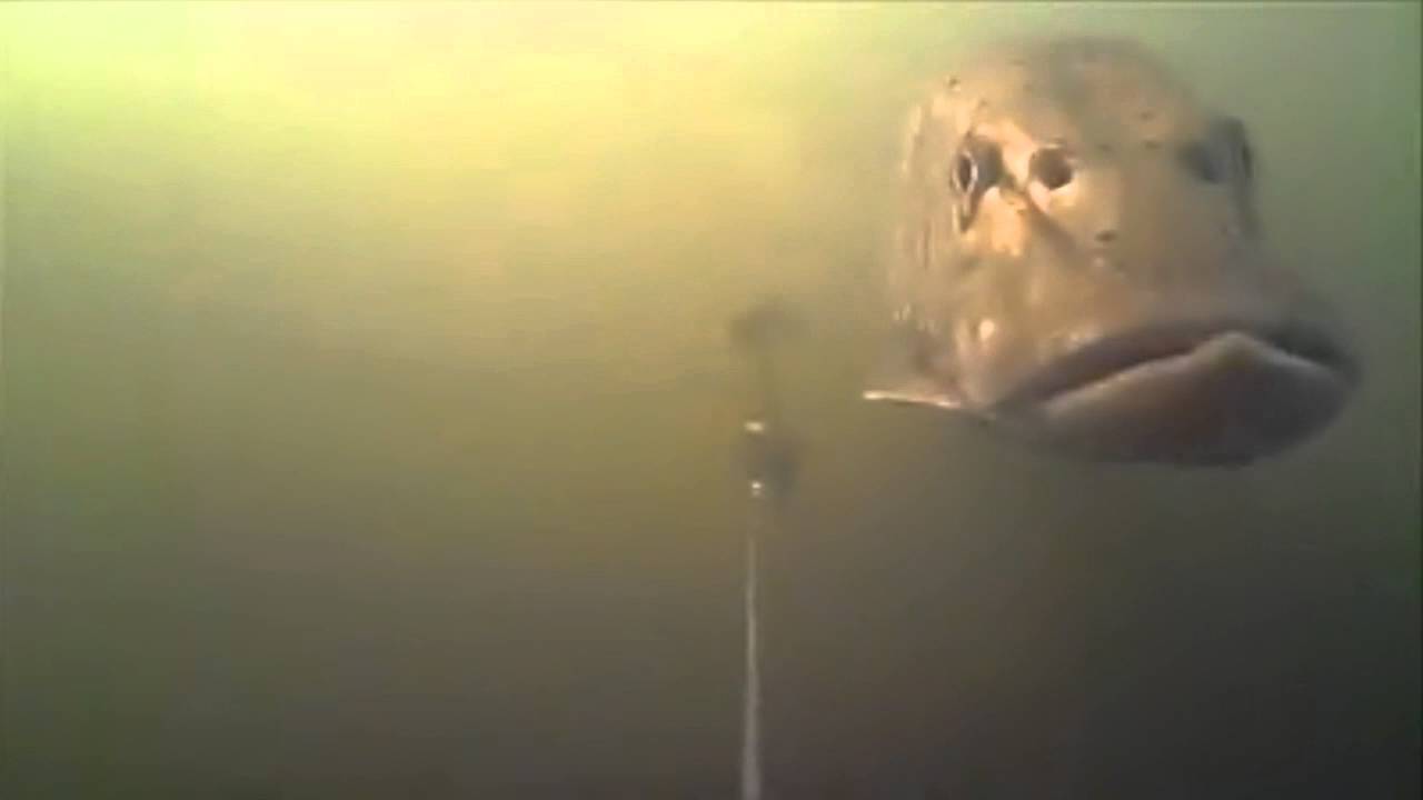 A Pike Trying to Eat the Camera Again and Again - YouTube