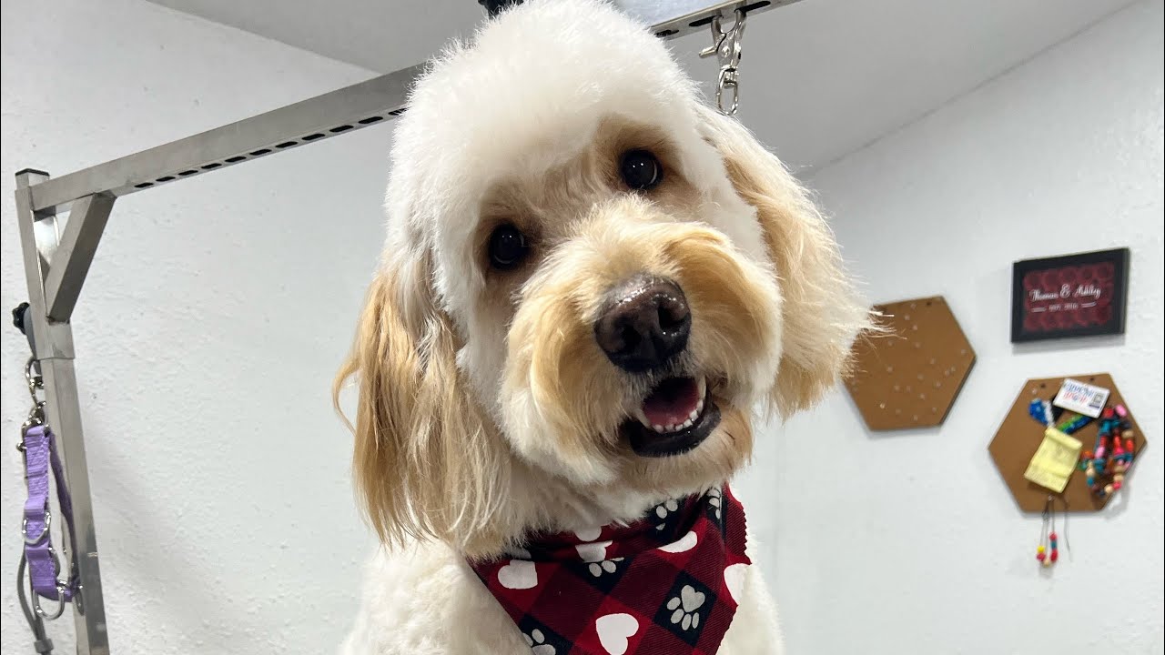 Malibu gets a haircut - YouTube