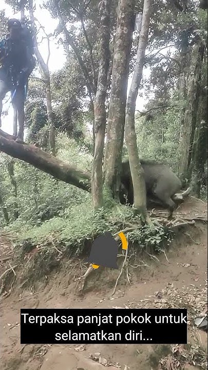 Dikejar babi hutan #shorts - YouTube