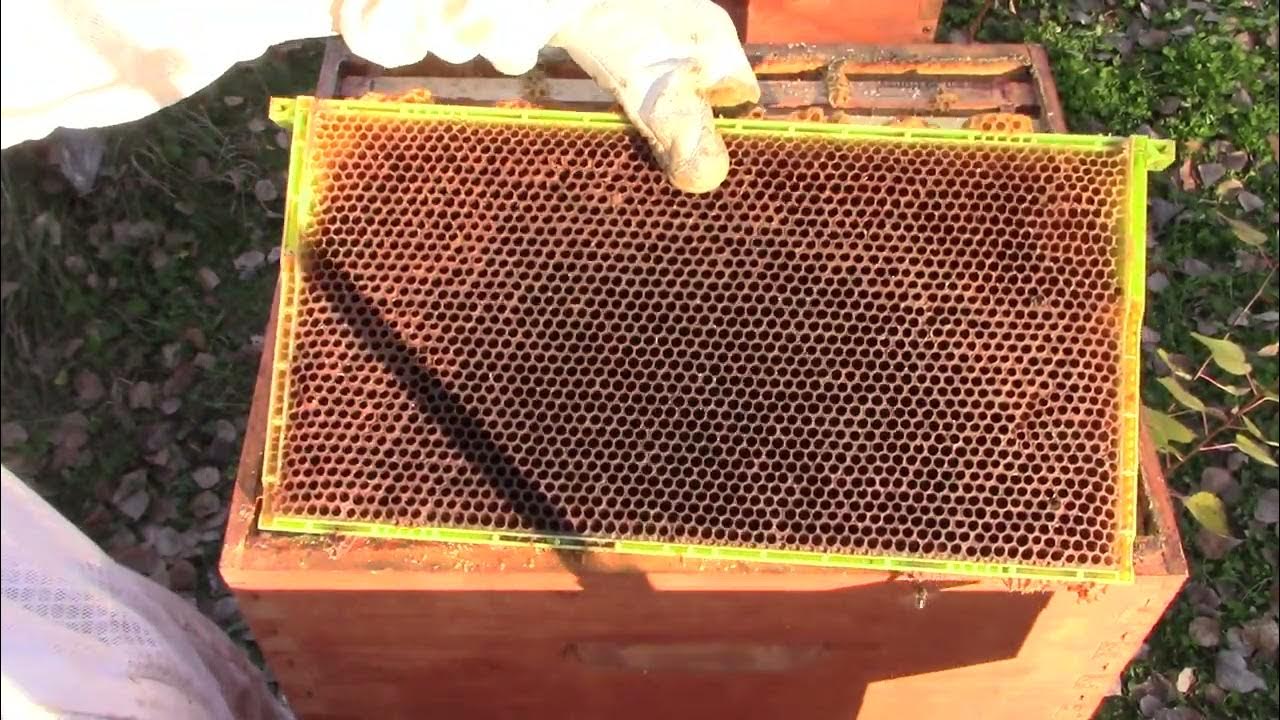 Bees robbing honey and a colony destroyed. - YouTube