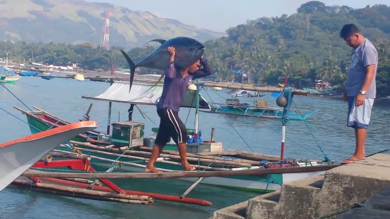 Fisherman in the Philippines catching.yellow fin tuna (aurora dingalan ...