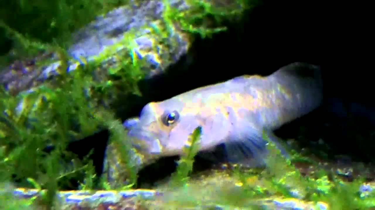 Hillstream, Garra and Goby - YouTube