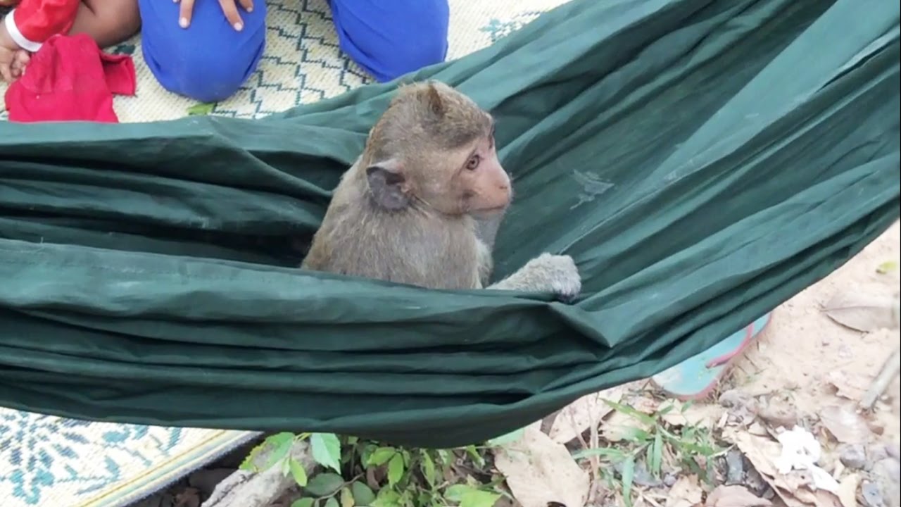 Best Funny Monkey Video Clips - YouTube