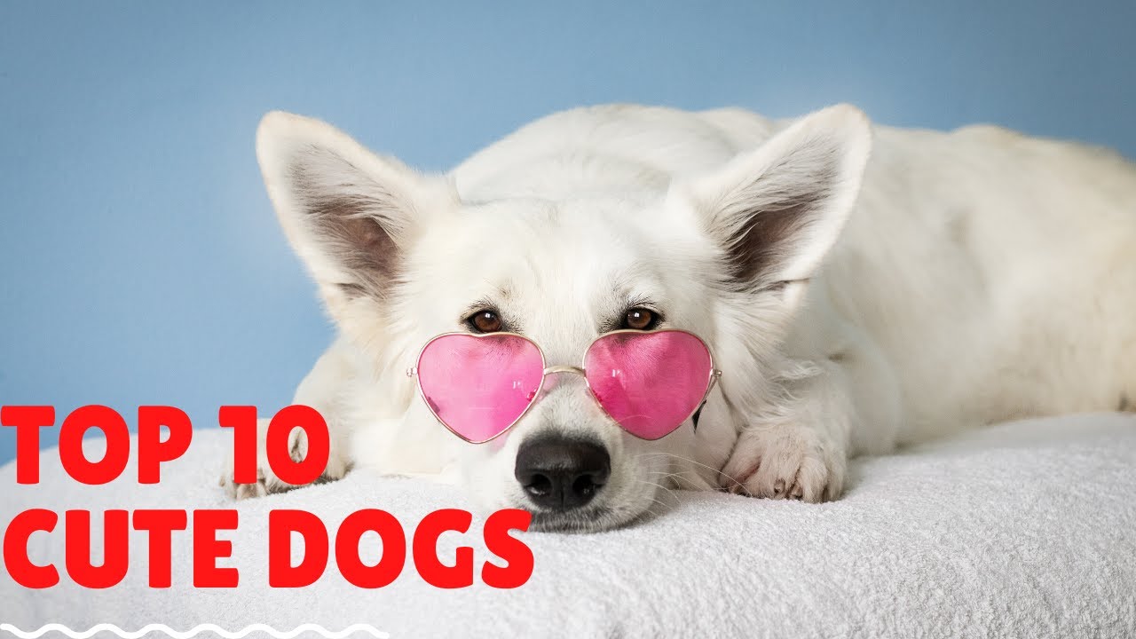 Top 10 cutest dogs I Cinematic shots - YouTube