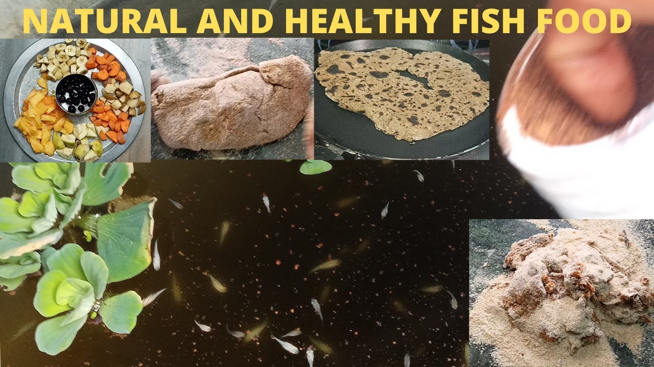 fish food making at home for fast growth ( cheap and healthy ) - YouTube