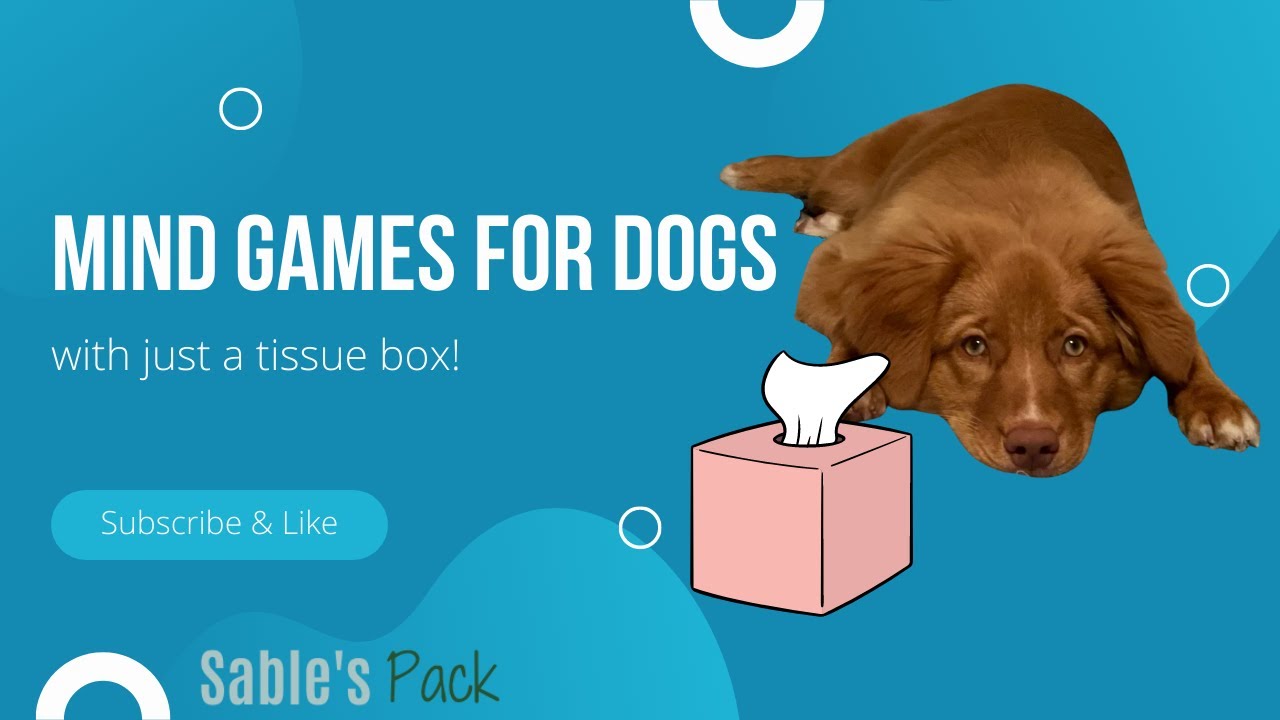 Mental Stimulation Exercise for Dogs - Tissue Box Game - Duck Tolling ...