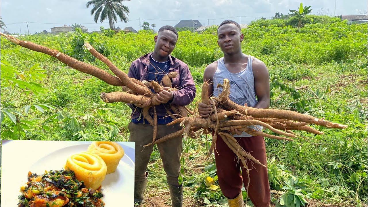CASSAVA FARM HARVESTING - YouTube