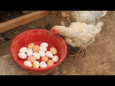 FOLLUKLARDAN YUMURTA TOPLAMA! Gizli Yerlere Baktık