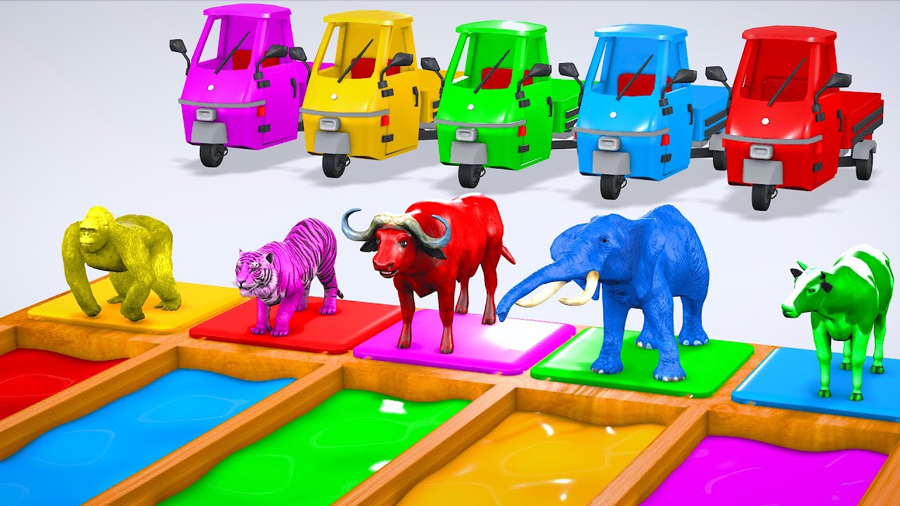 Cow Elephant Gorilla Tiger Buffalo | Choose The Right COLOR CHALLENGE ...