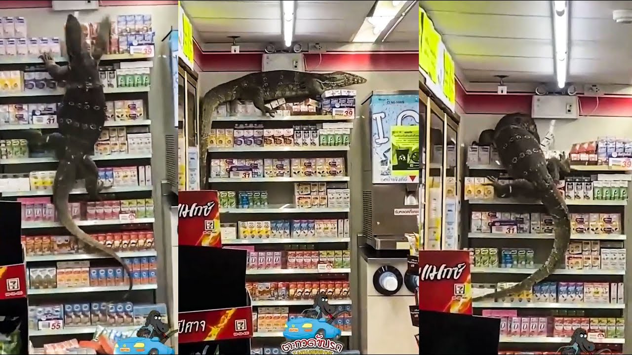 Get Ready to Be Amazed: World's Largest Lizard Visits the Market - YouTube