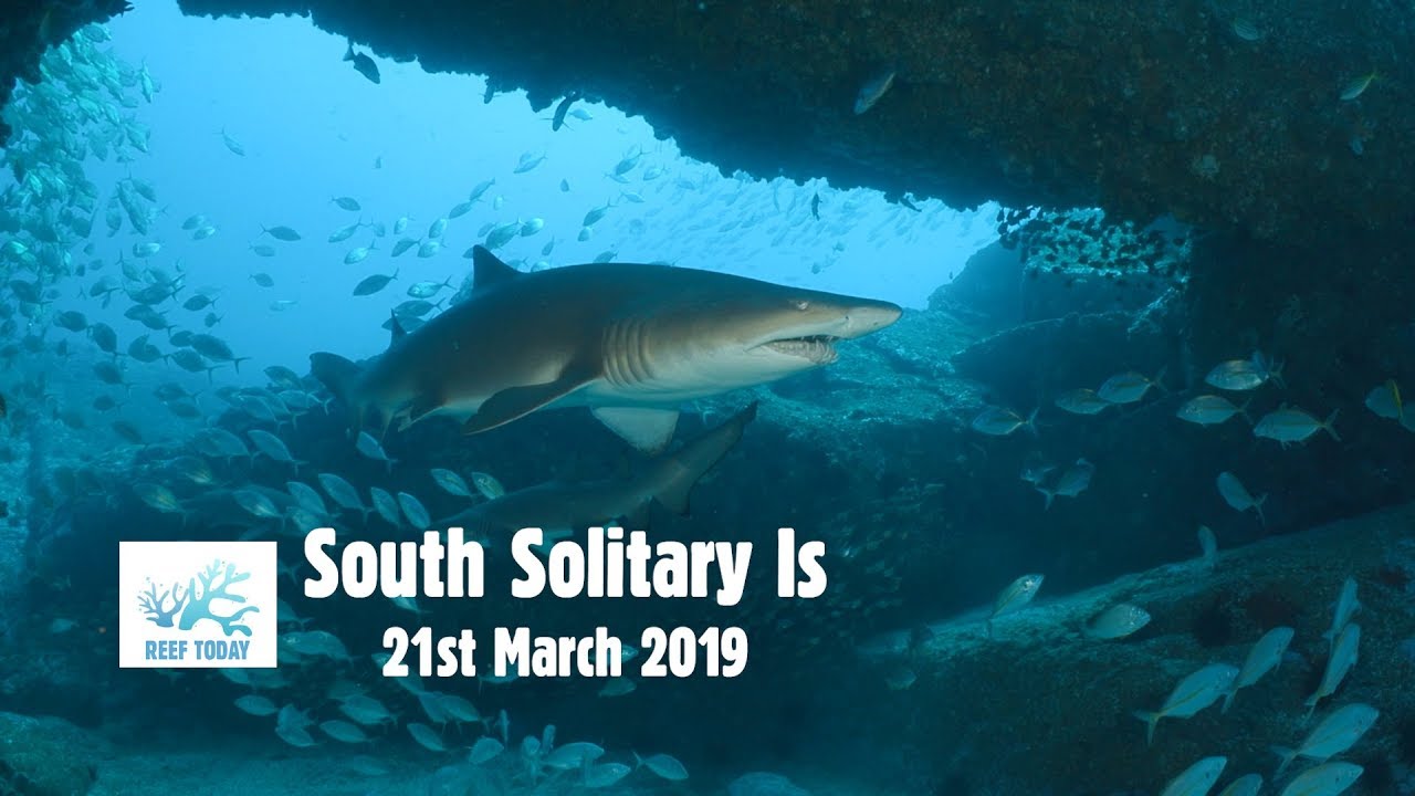 REEF TODAY - South Solitary Islands - YouTube