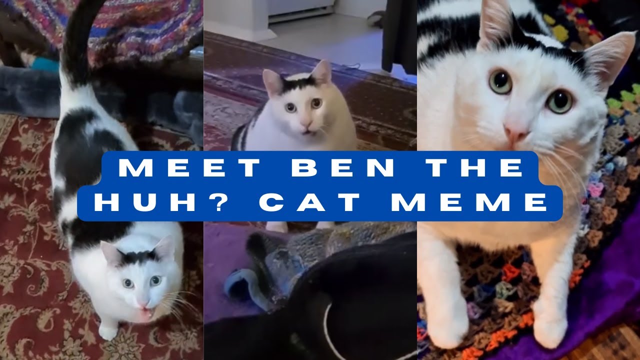 How This Cat Became the 'Huh?' Meme - YouTube