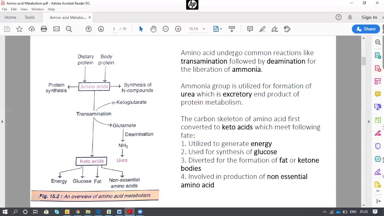 Transamination, Deamination, Decarboxylation, Amino acid metabolism ...