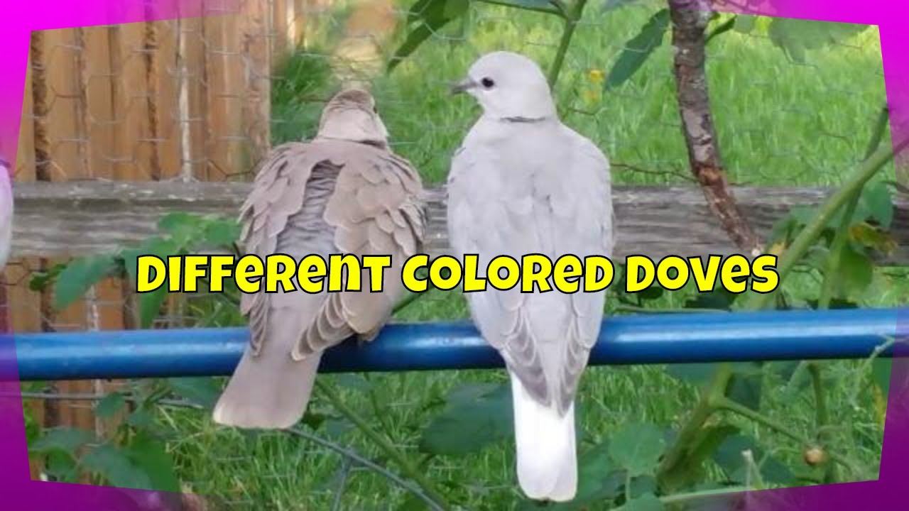 Color Variations of Ringneck Doves - YouTube