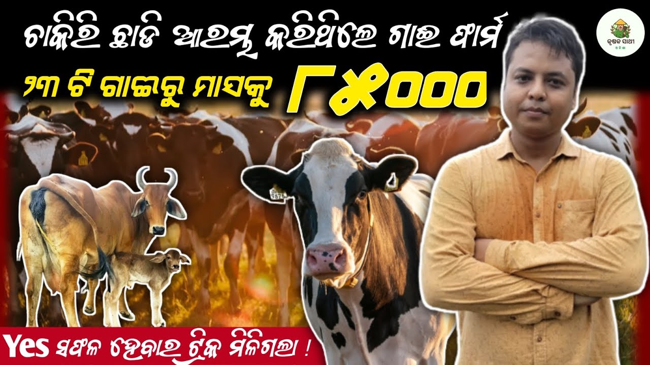 Small Cow Farm In Odisha||Cow Farm Odia||Cow Farm Jagatsinghpur|||Dairy ...