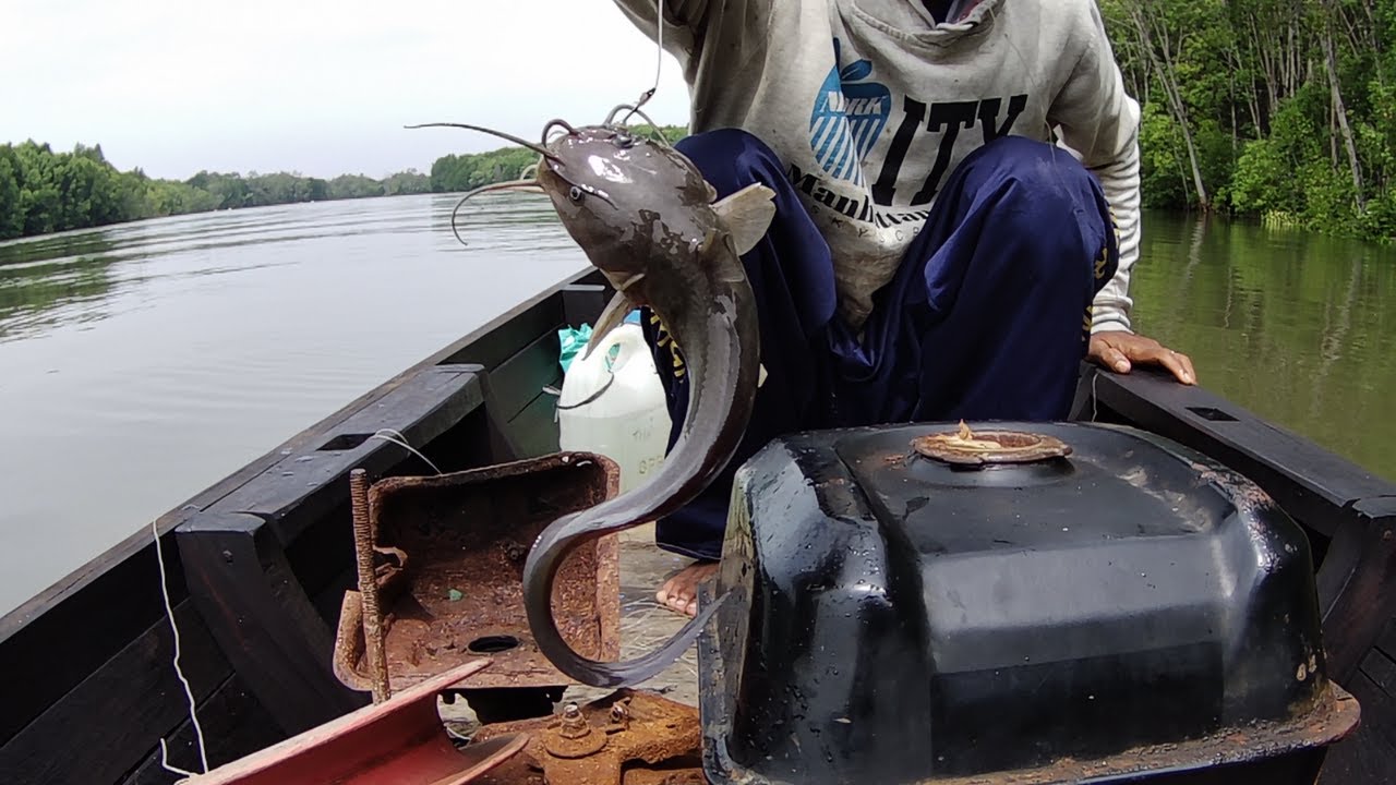 Day 1 | Fishing fish | Sembilang fish - YouTube