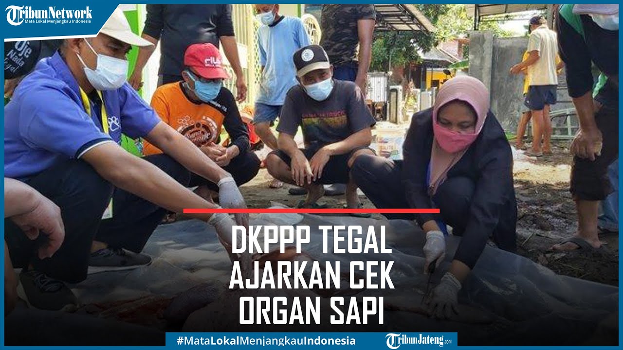 DKPPP Kota Tegal Ajarkan Cara Cek Organ Dalam Sapi - YouTube