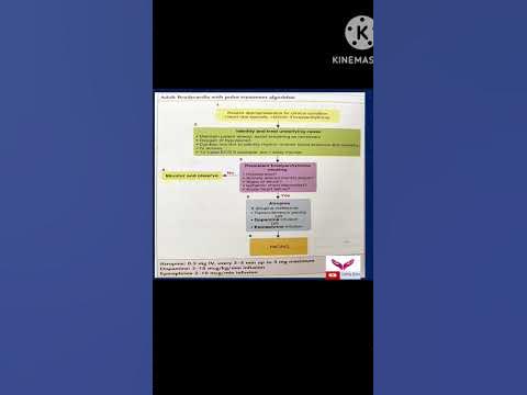 Adult Bradycardia treatment algorithm - YouTube
