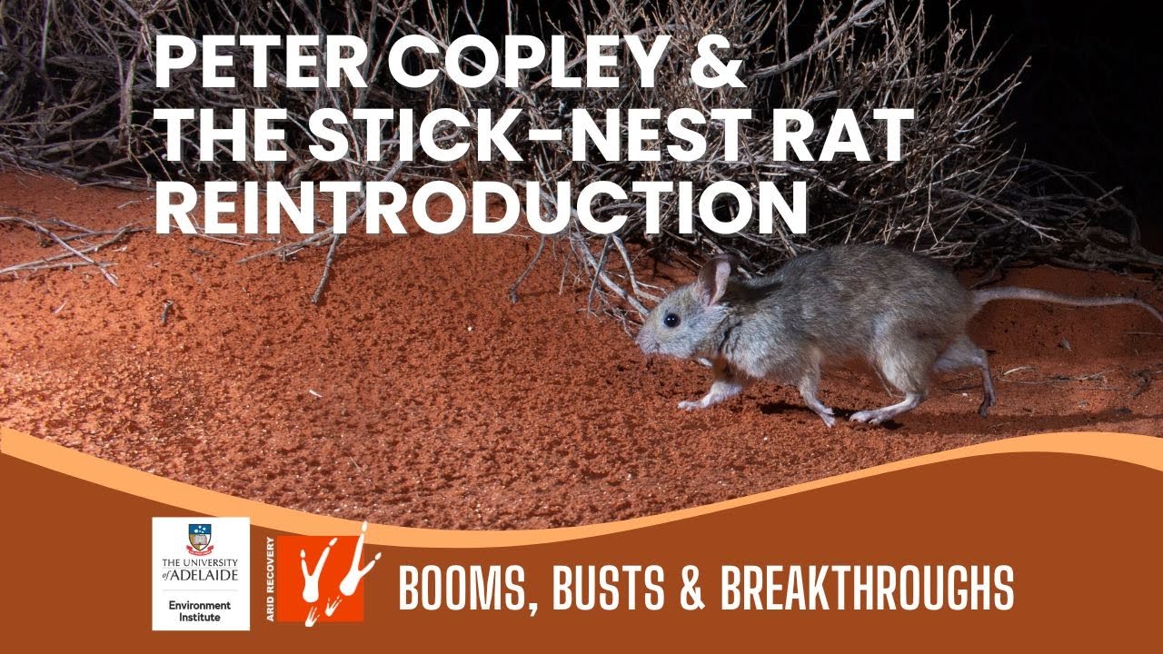 Booms, bust and breakthroughs: Peter Copley and the reintroduction of the stick-nest-rat - YouTube