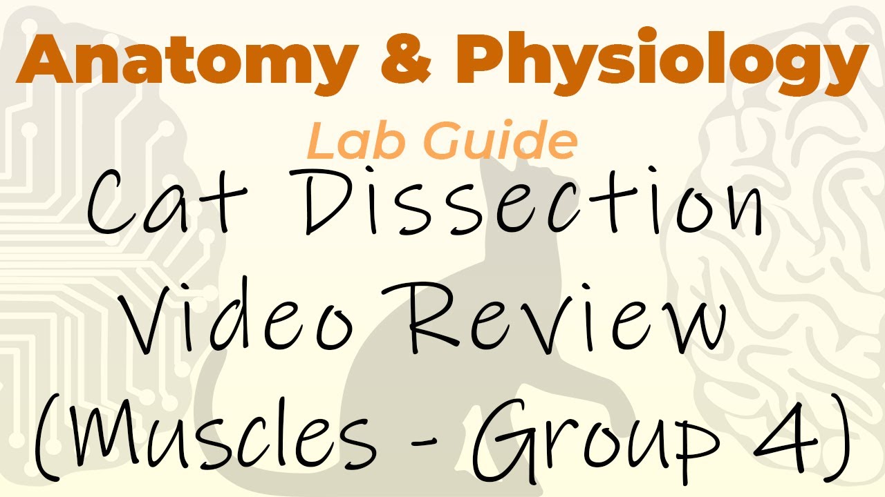 Cat Muscle Anatomy Dorsal