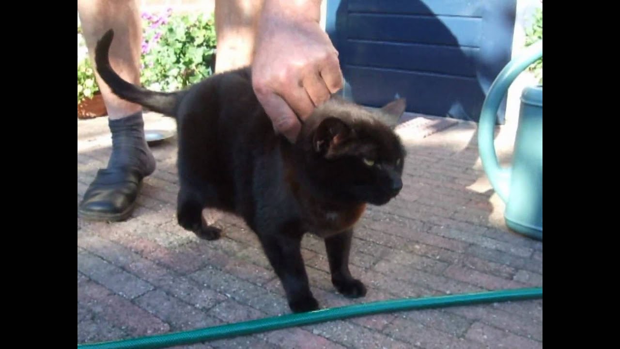 Fat crippled cat - YouTube