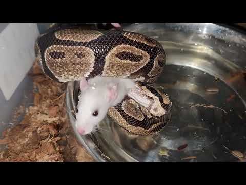Snakes & Rats Compilation - Warning Live Feeding