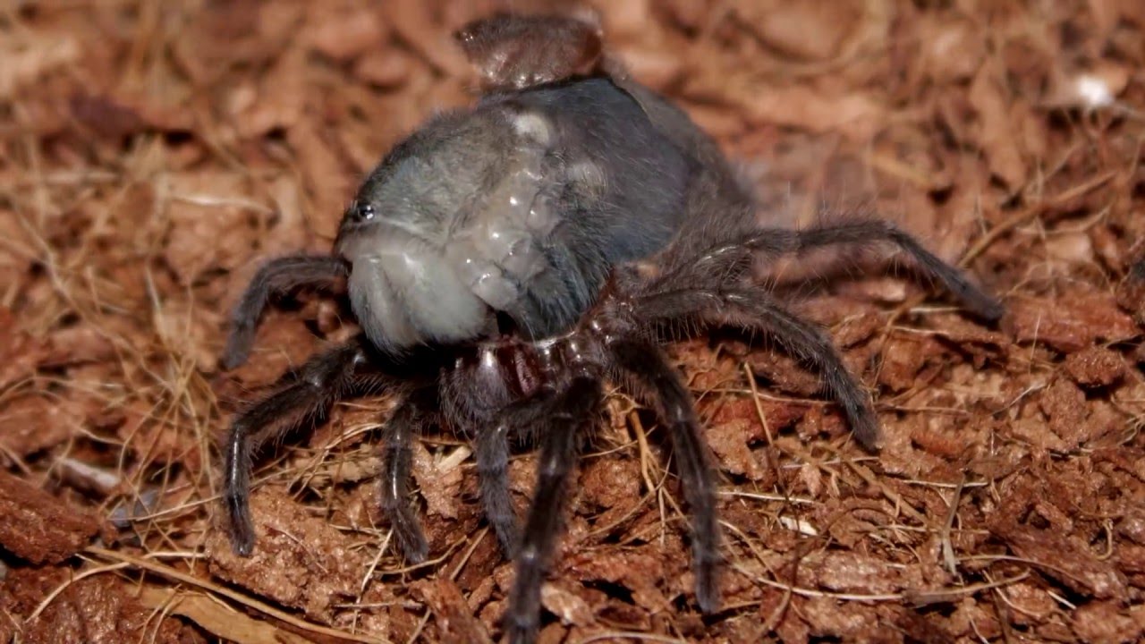 Tarantula molting upright - YouTube