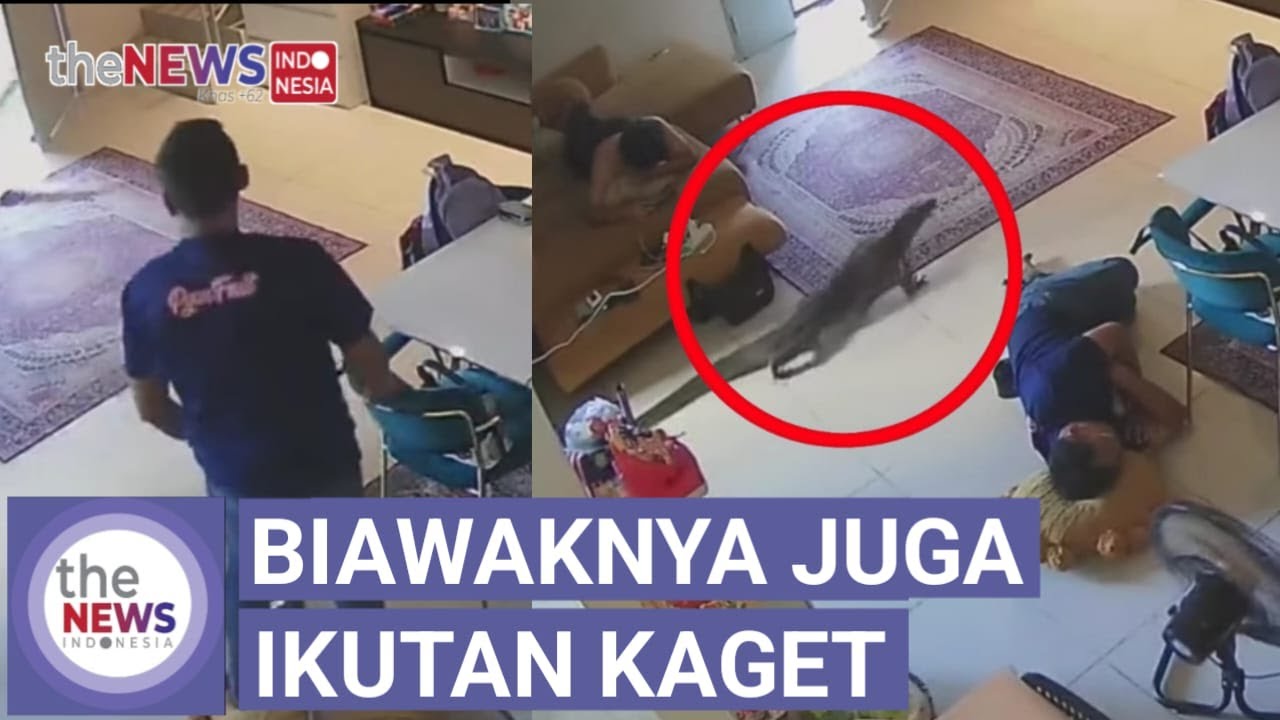 Heboh! Biawak Berukuran Besar Masuk Rumah, Penghuni Rumah Kaget - YouTube