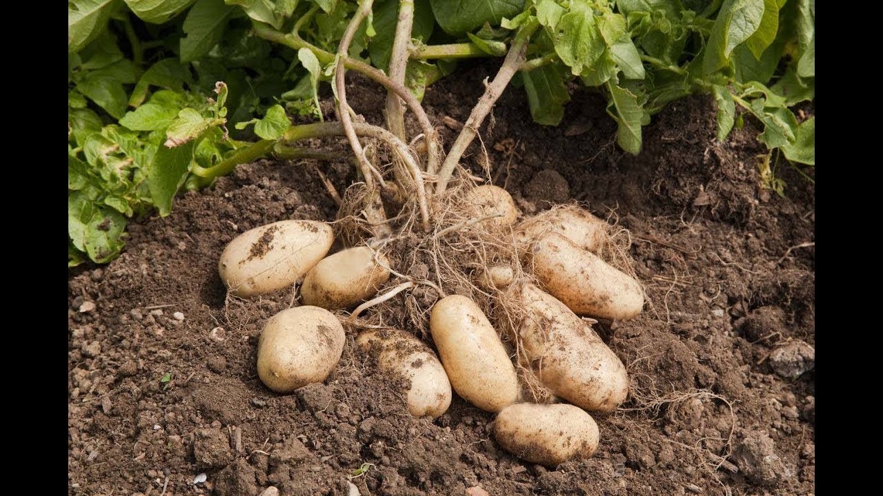Huge Potato Field (Pahari Aalo) at Abbottabad, Pakistan - YouTube